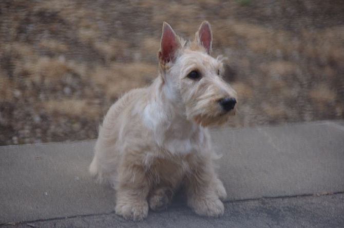 Accueil - Elevage Lillyscott - eleveur de chiens Scottish Terrier